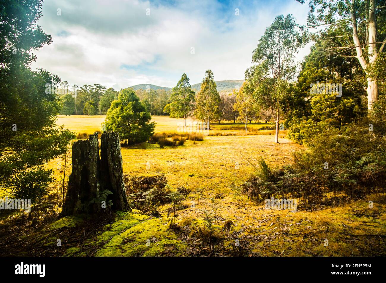 Australian Bush Scene Landscape High Resolution Stock Photography and ...