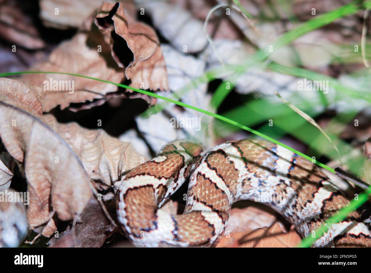 Photograph of the head of an Eastern Milk Snake, Lampropeltis ...