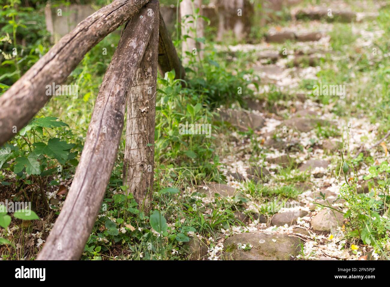 Wooden railing made of old wood. A forest path descends into a ravine ...
