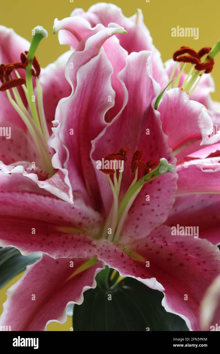 Oriental lily after eight hi-res stock photography and images - Alamy