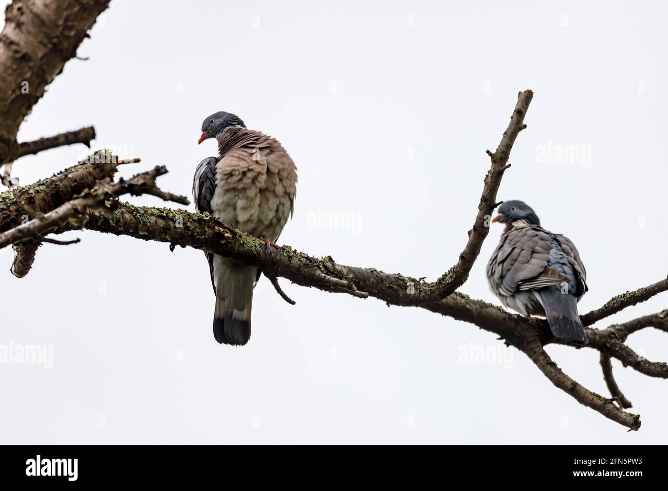 A woodpigeon in a tree Stock Photo - Alamy