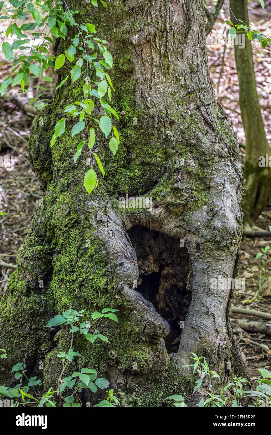 Old large hollow tree with burls and knots covered with moss and a ...