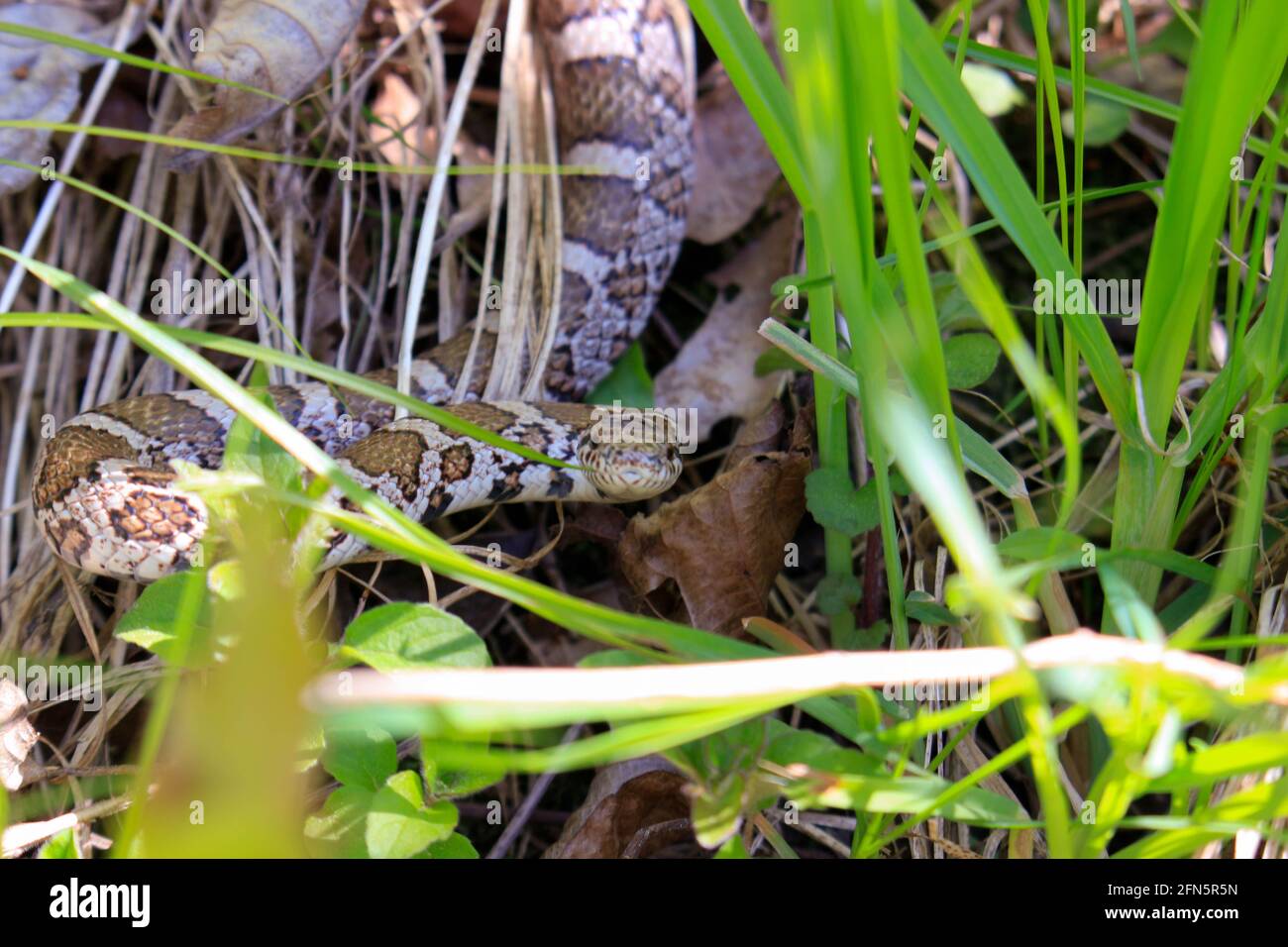 Photograph of the head of an Eastern Milk Snake, Lampropeltis ...