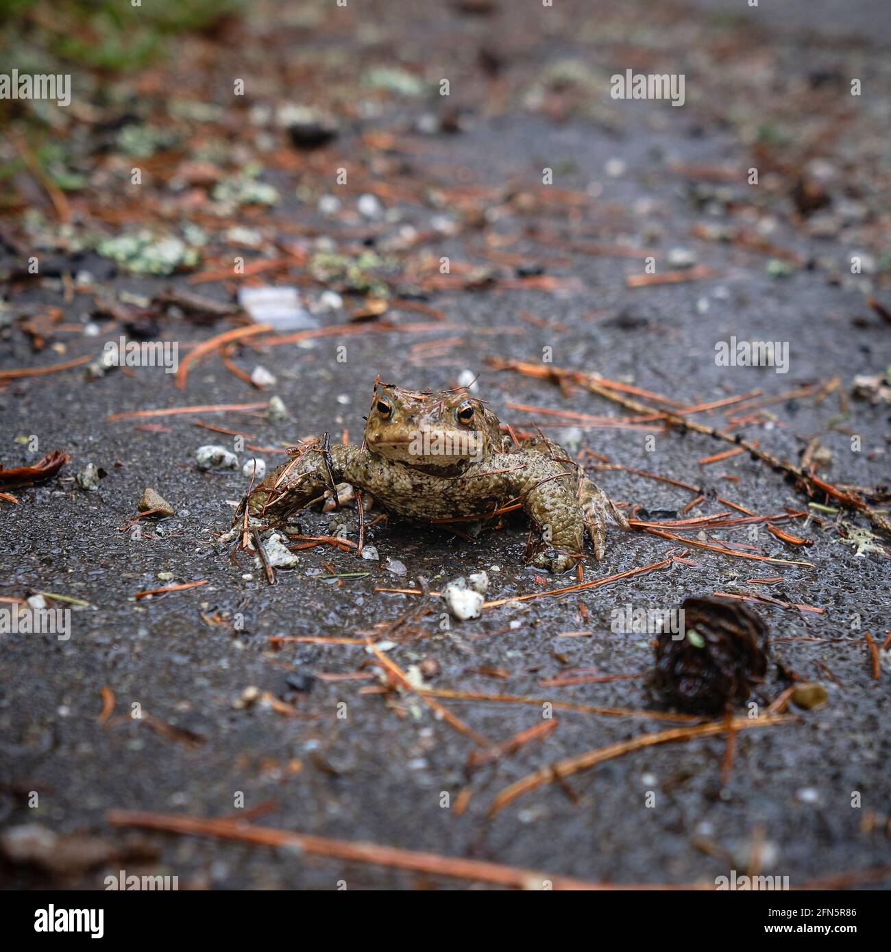 Frog on the asphalt road Stock Photo - Alamy