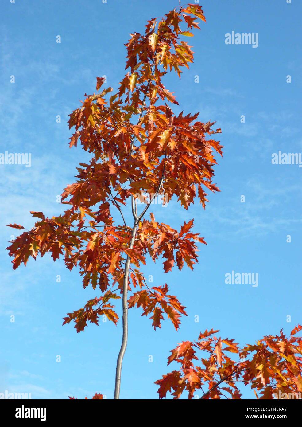 red maple at autumn in city park Stock Photo - Alamy