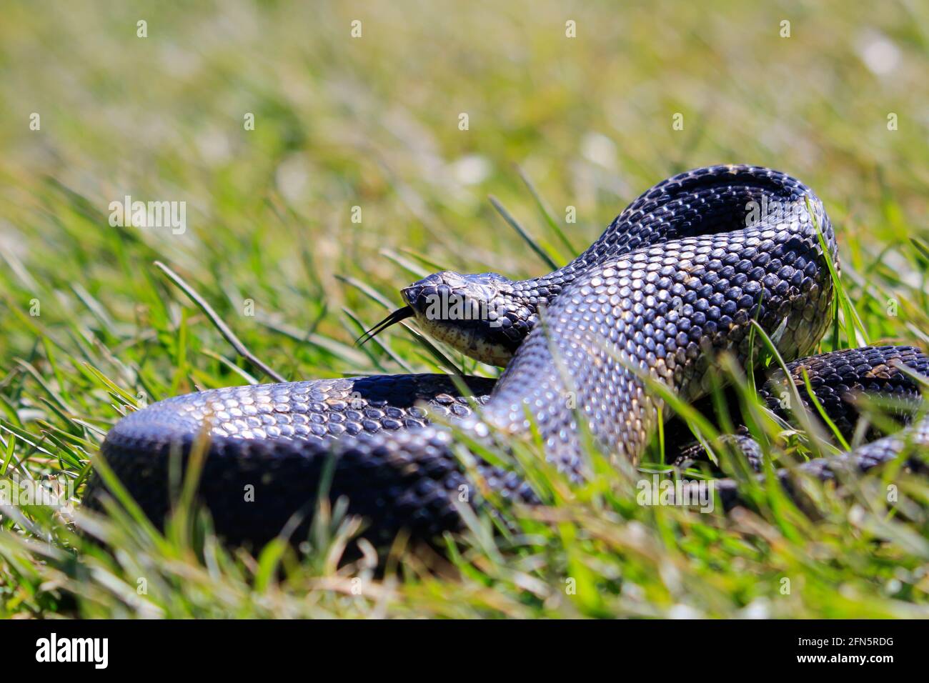 Eastern hog-nosed snake Ontario Canada Stock Photo - Alamy
