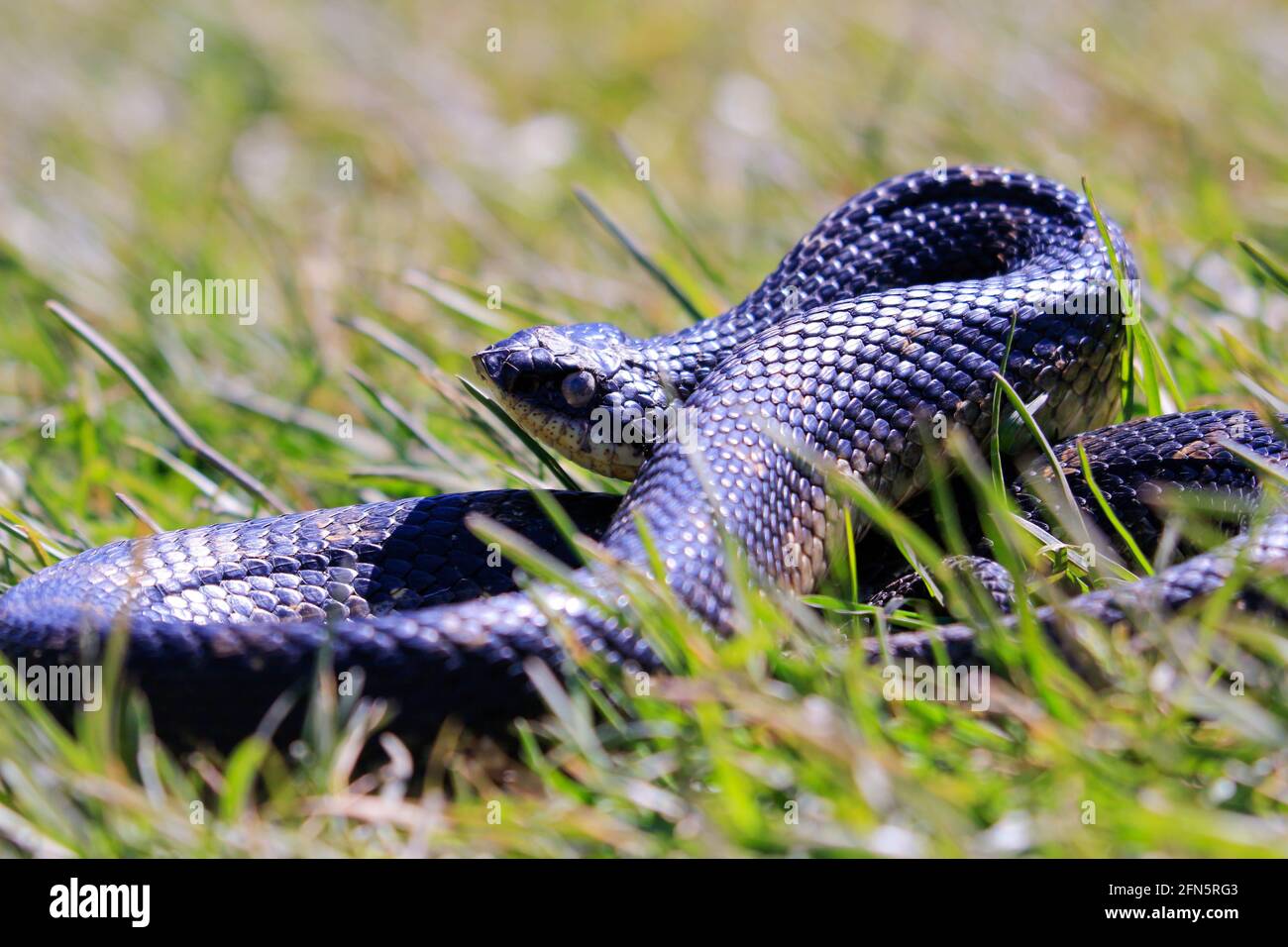 Eastern hog-nosed snake Ontario Canada Stock Photo - Alamy