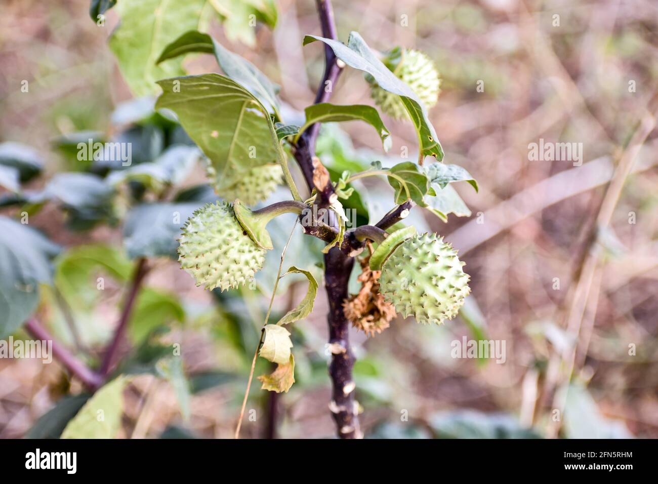 Thorn Apple (Datura) fruit growing on tree close view in an indian ...