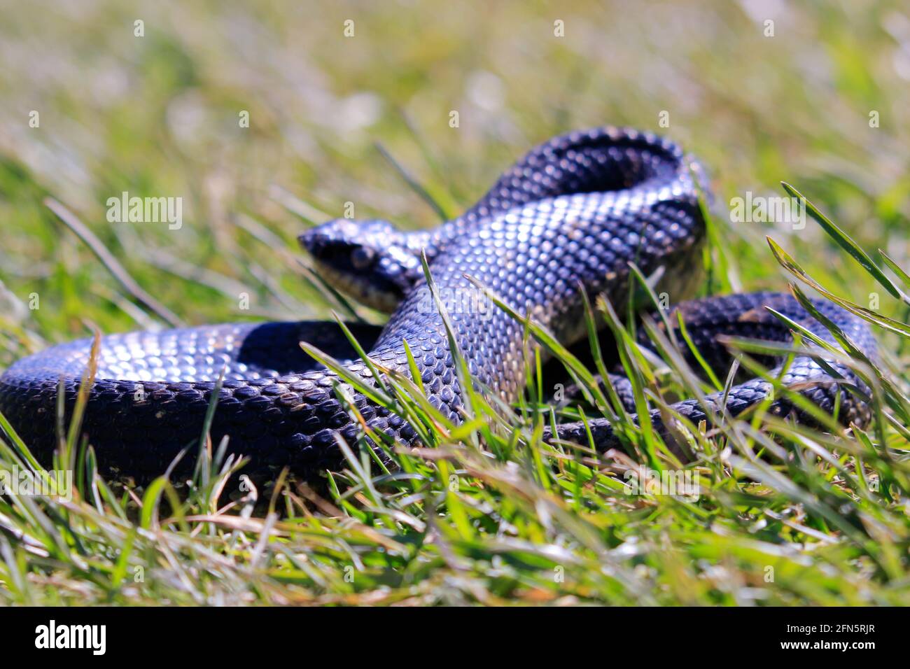 Eastern hog-nosed snake Ontario Canada Stock Photo - Alamy