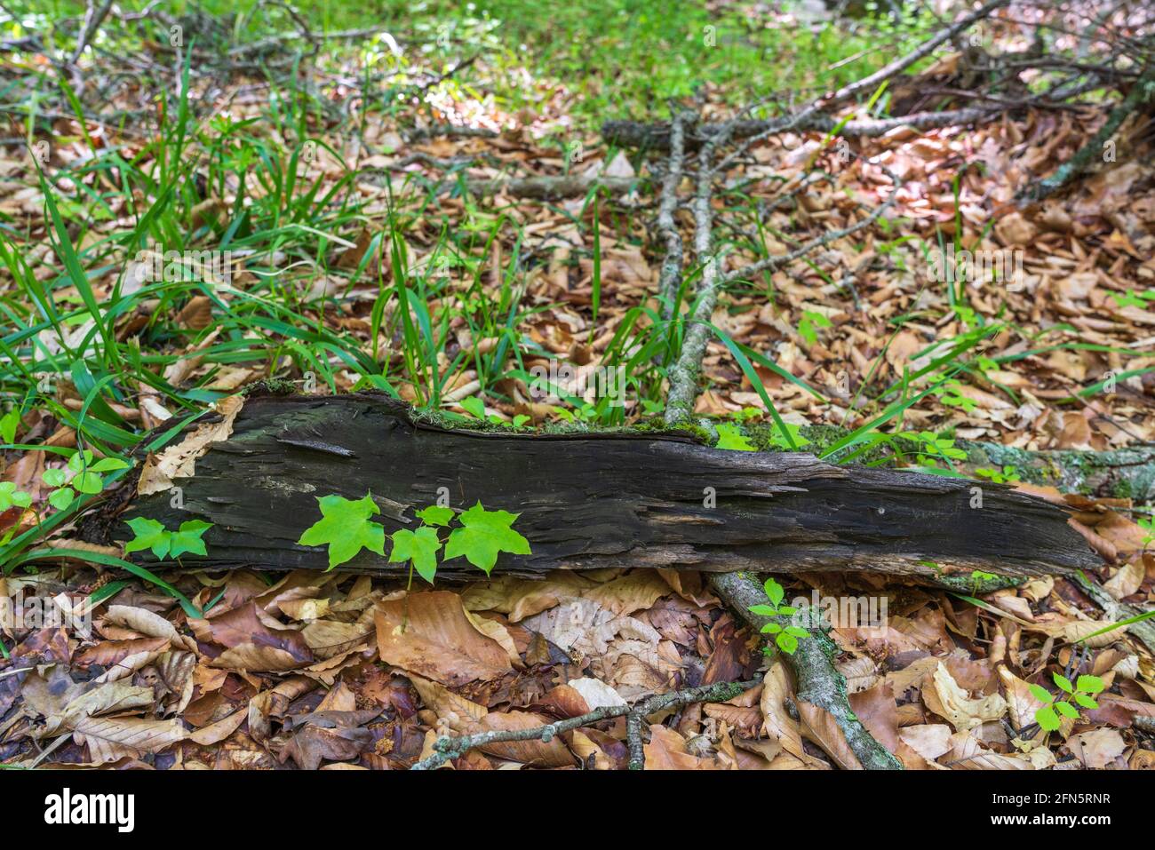 Young deciduous tree in spring with new green leaves hi-res stock ...
