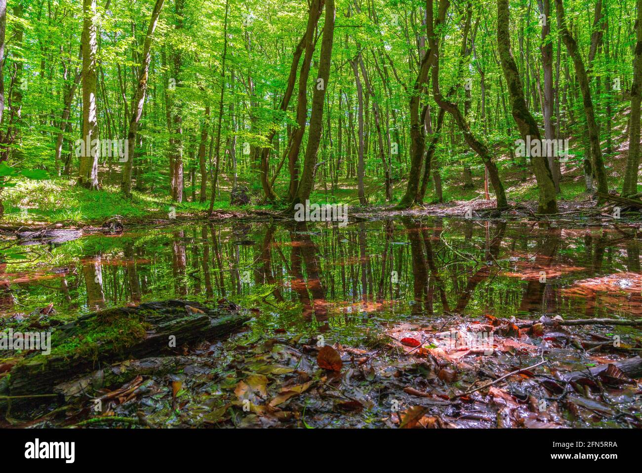 Small swamp in a green forest Stock Photo - Alamy