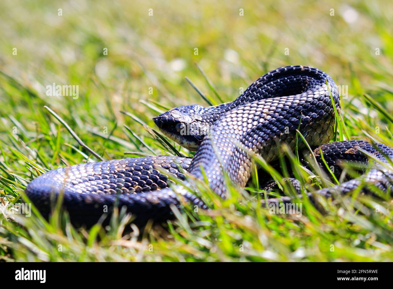 Eastern pine snake hi-res stock photography and images - Alamy