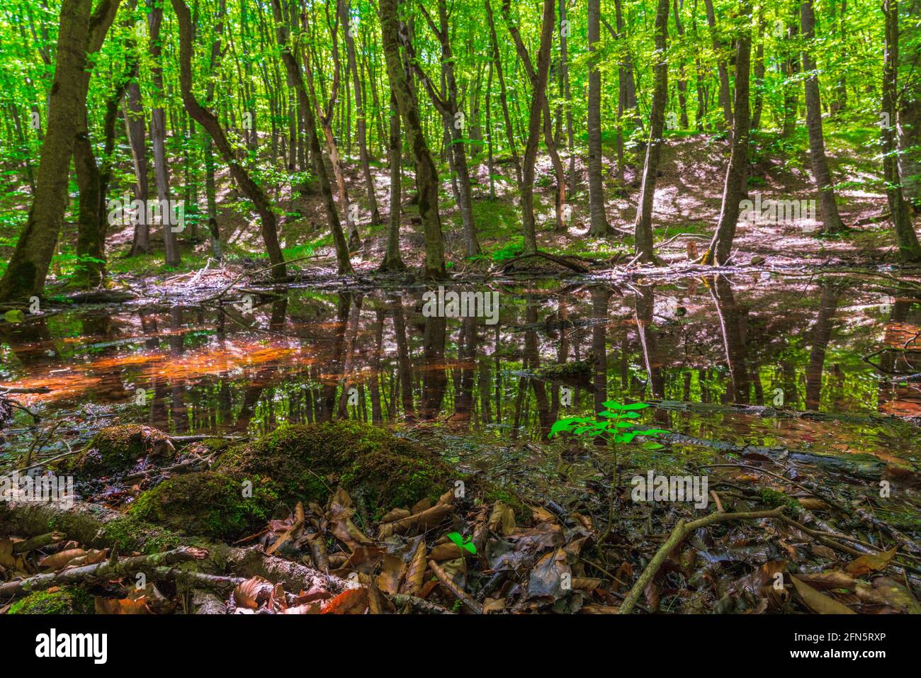 Small swamp in a green forest Stock Photo - Alamy