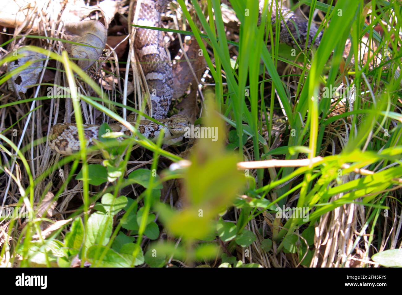 Photograph of the head of an Eastern Milk Snake, Lampropeltis ...