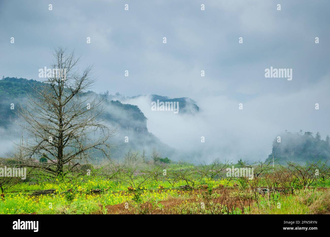 China blossom tree mountains hi-res stock photography and images - Alamy