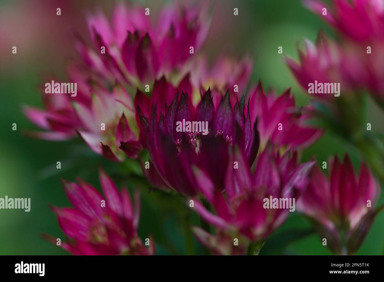 Astrantia major ruby star hi-res stock photography and images - Alamy