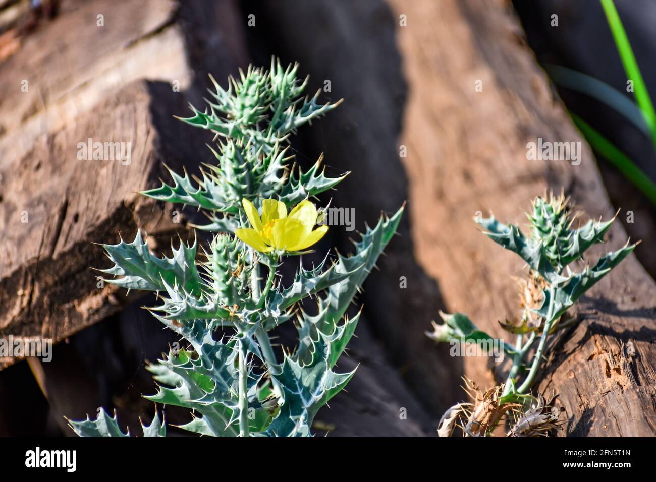satyanashi or argemone mexicana prickle poppy yellow flowers close view ...