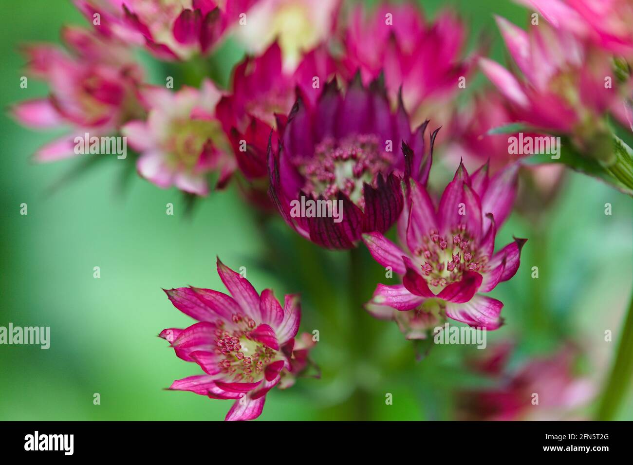 Astrantia major ruby star hi-res stock photography and images - Alamy