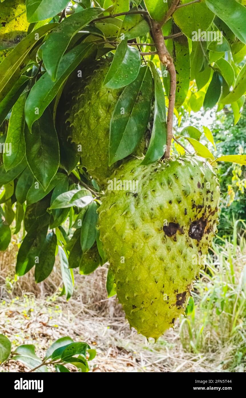 Ripen soursop fruit hi-res stock photography and images - Alamy