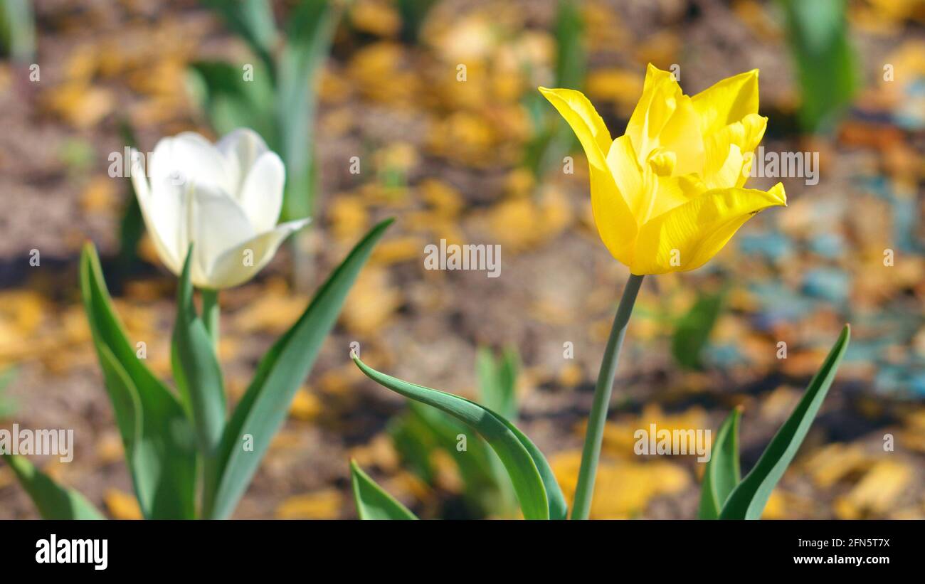 yellow tulip at spring Stock Photo - Alamy