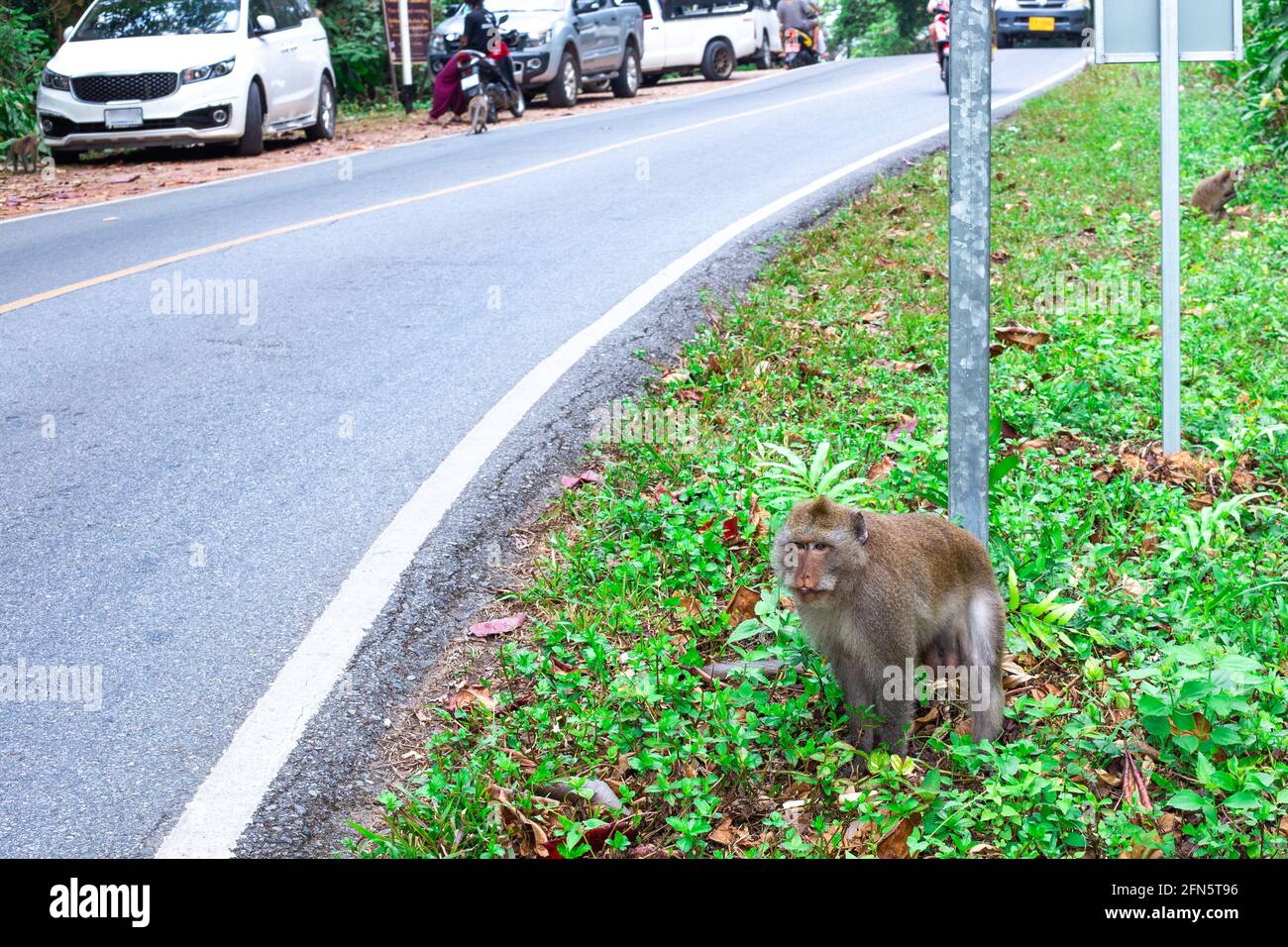 Monkey on side of the road hi-res stock photography and images - Alamy
