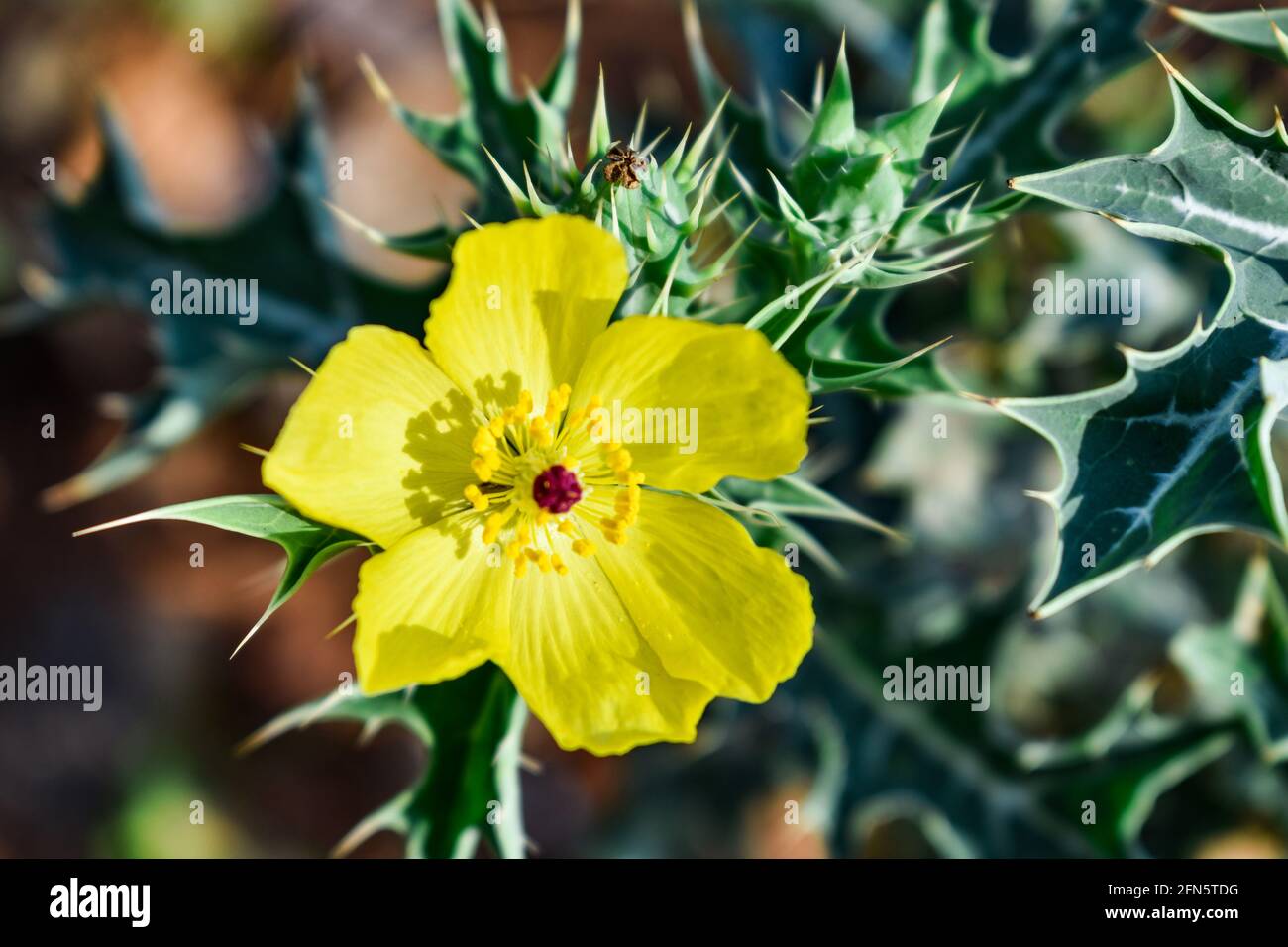 satyanashi or argemone mexicana prickle poppy yellow flowers close view ...