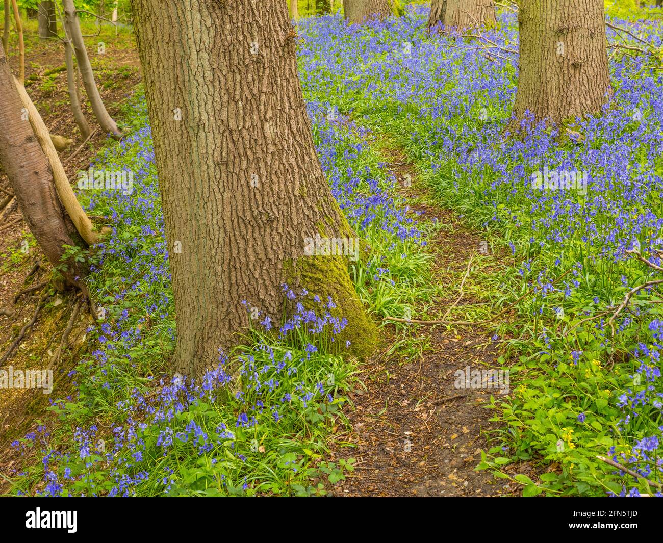 Oxfordshire Spring Landscape, Bones Wood, Binfield Heath, Henley-on-Thames, Oxfordshire, England ...
