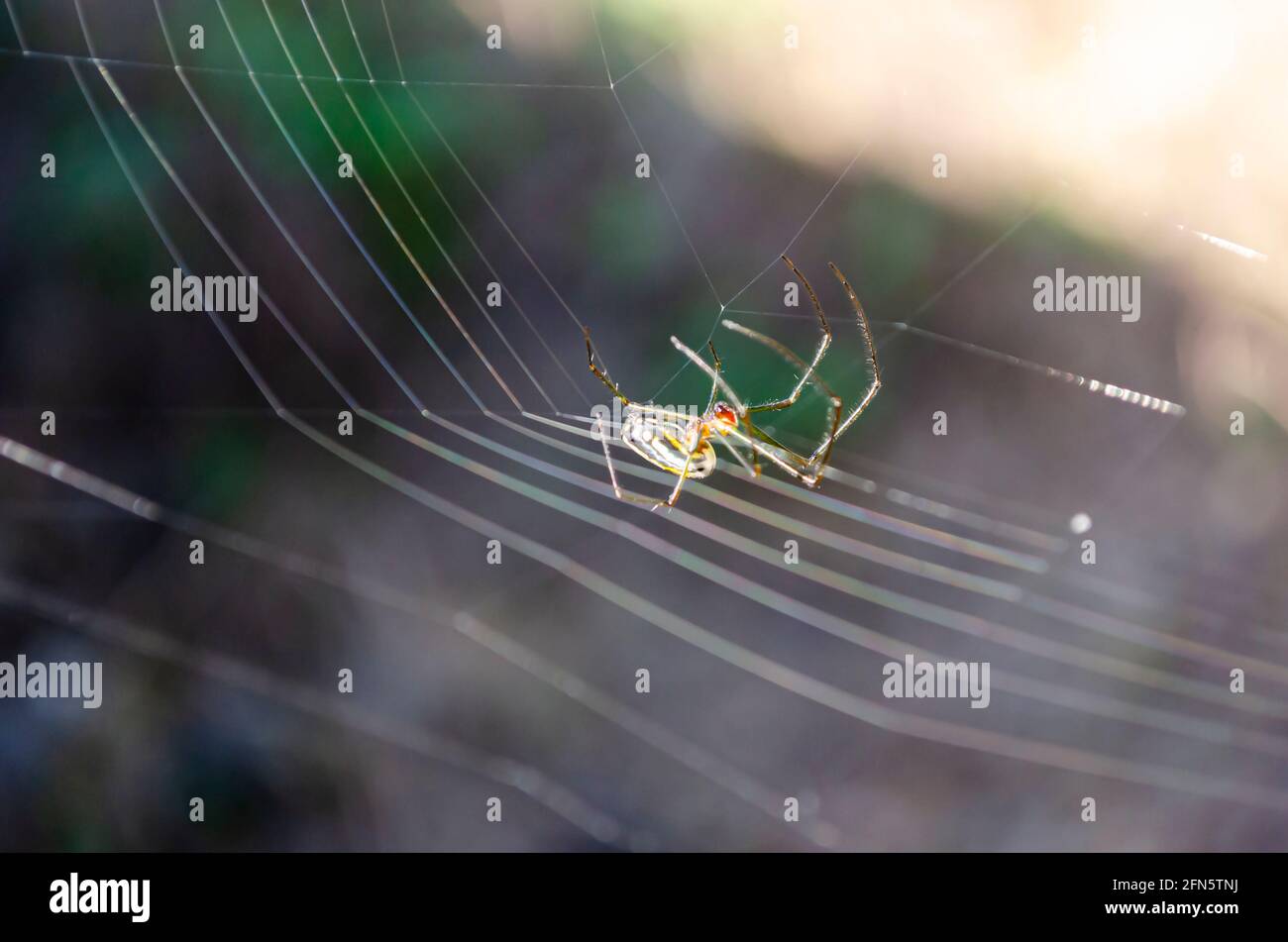 Side View Of Yellow Striped Spider Stock Photo - Alamy
