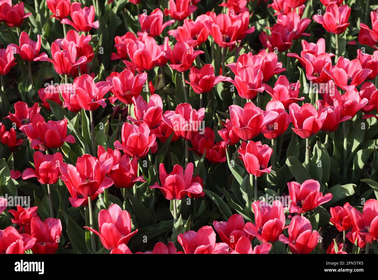 red tulip at spring on Earth Stock Photo - Alamy