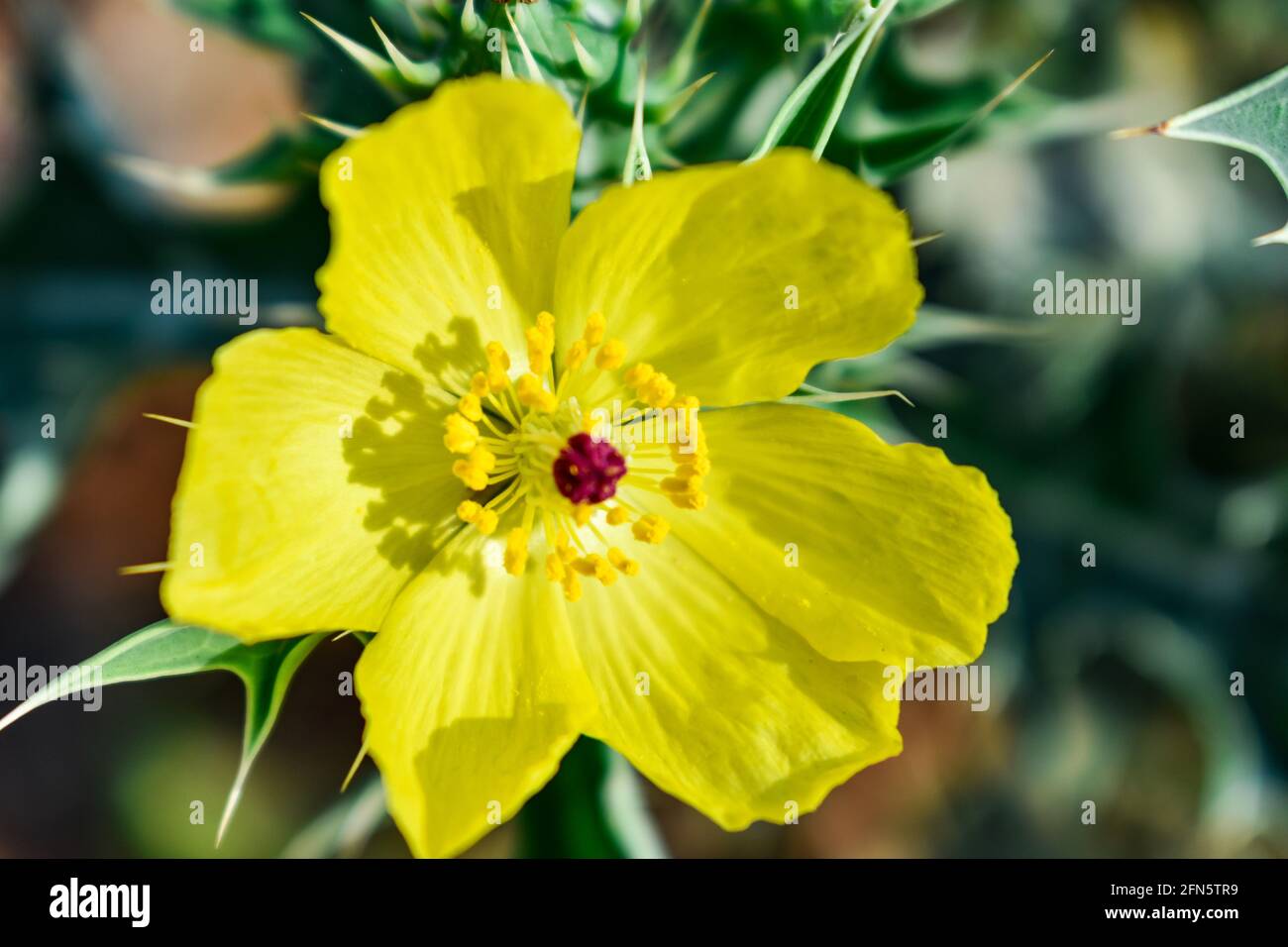 satyanashi or argemone mexicana prickle poppy yellow flowers close view ...