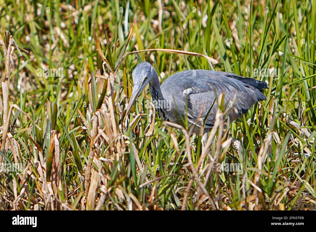 Reed beds system hi-res stock photography and images - Alamy
