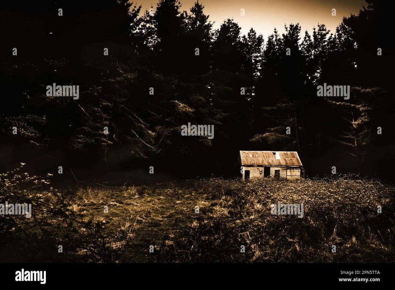 Typical Forest Scene High Resolution Stock Photography and Images - Alamy