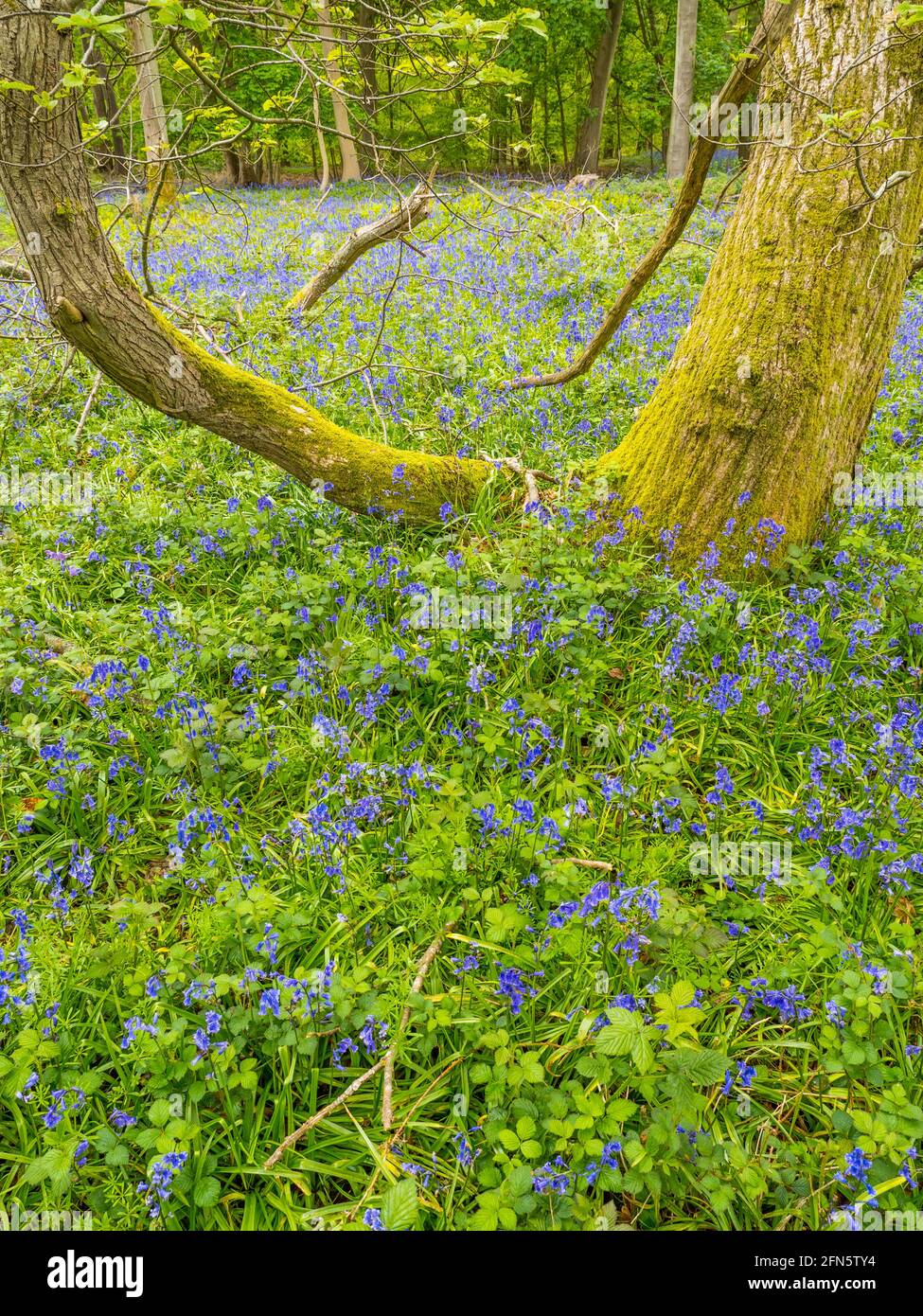 Spring Landscape of Bluebell Woods, Mays Green, Henley-On-Thames ...