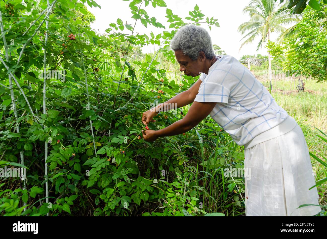 Raspberry woman hi-res stock photography and images - Alamy