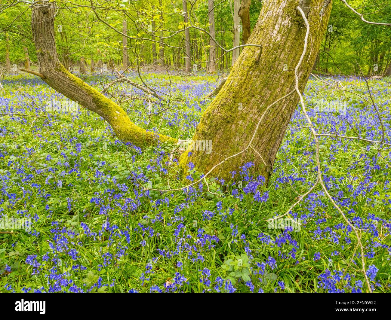 Green landscape england hi-res stock photography and images - Alamy
