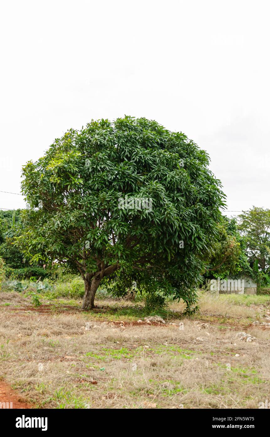 Jamaica mango hi-res stock photography and images - Alamy
