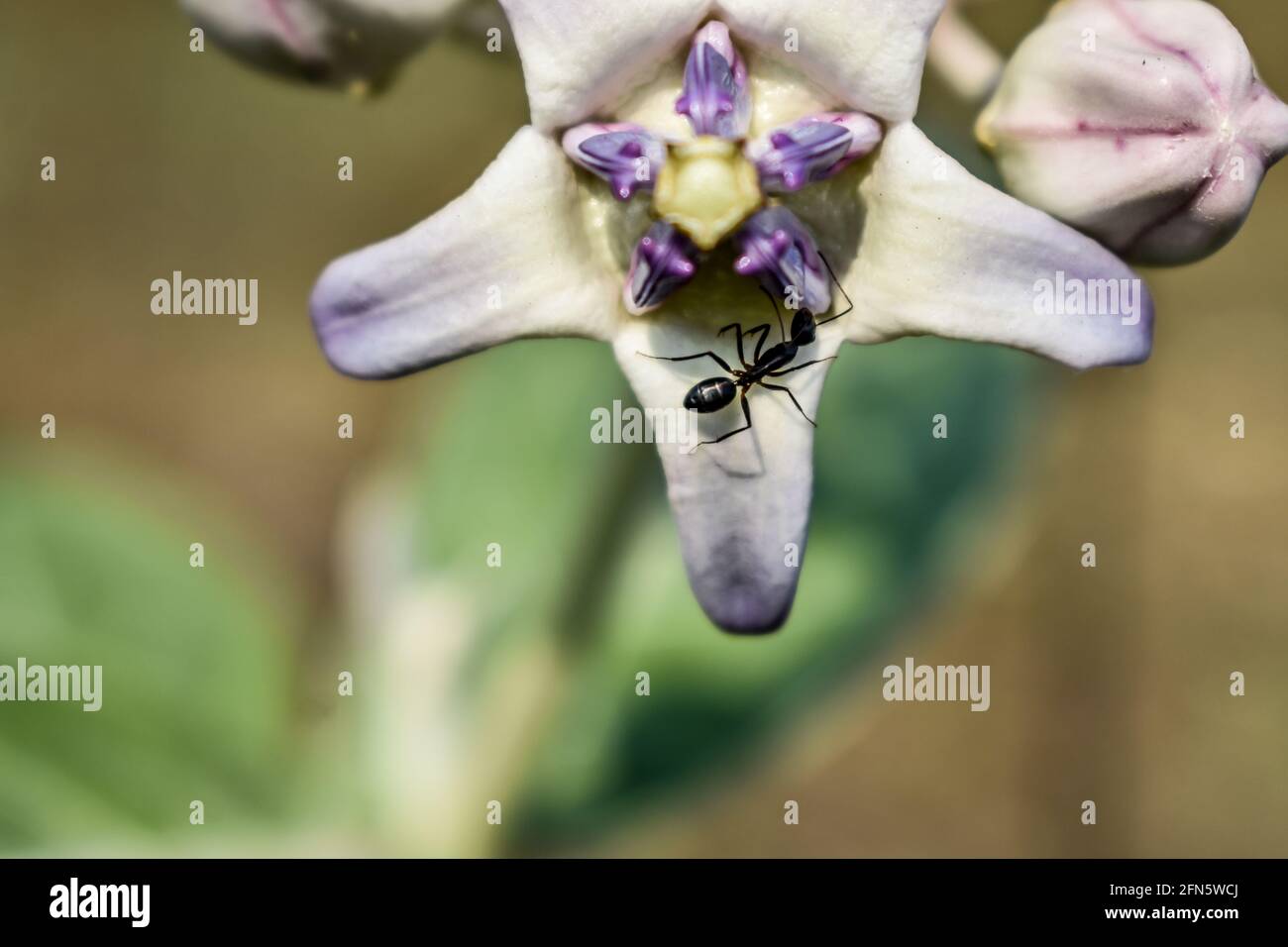 Calotropis gigantea hi-res stock photography and images - Alamy
