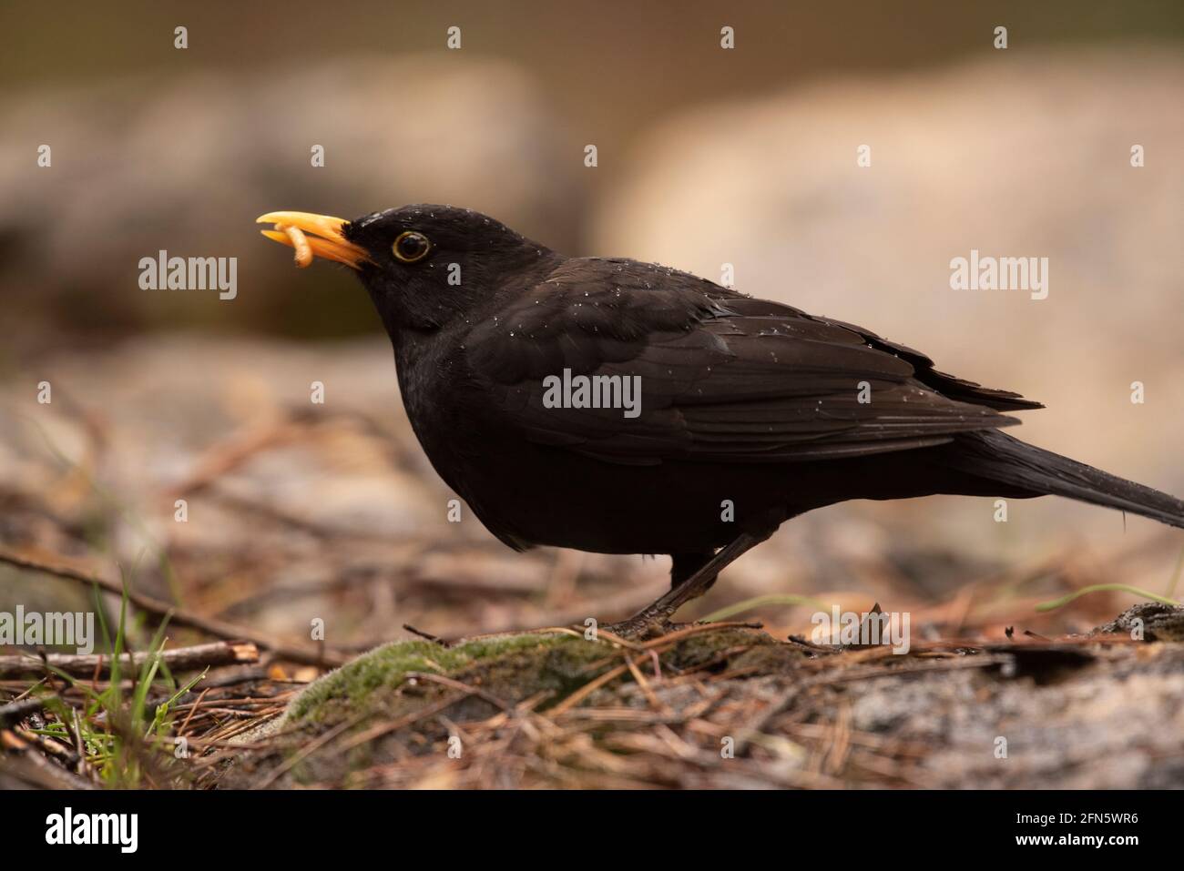 Blackbird (Turdus merula) photographed from a hide in a forest in Batea ...