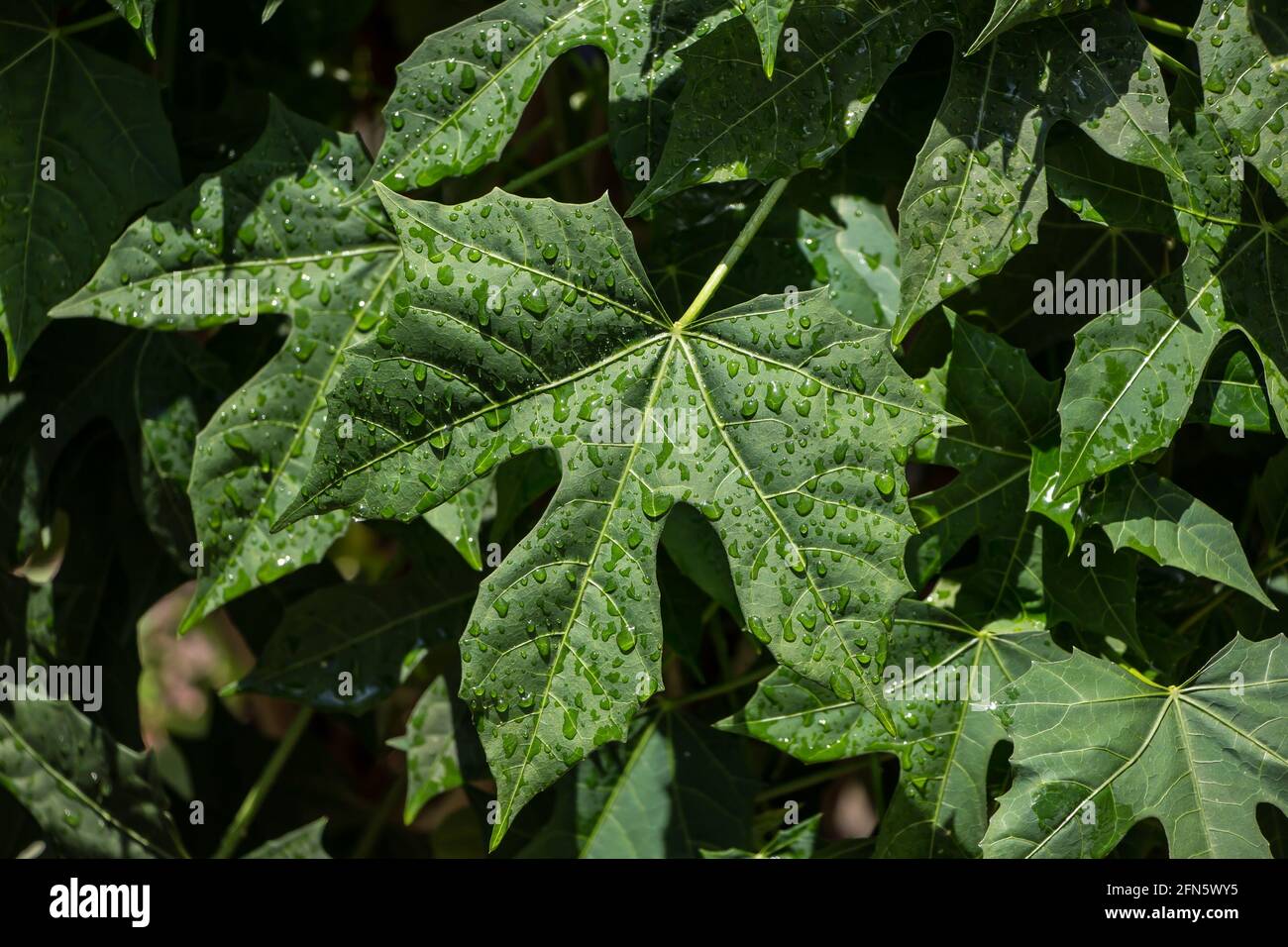 Closeup of Tree spinach or Chaya plants with water drop Stock Photo - Alamy