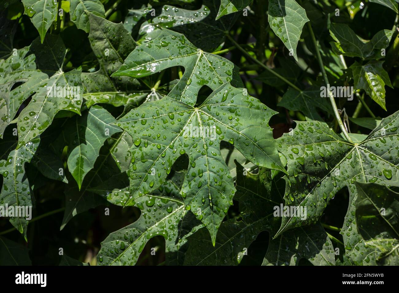 Green leaf chaya plants hi-res stock photography and images - Alamy