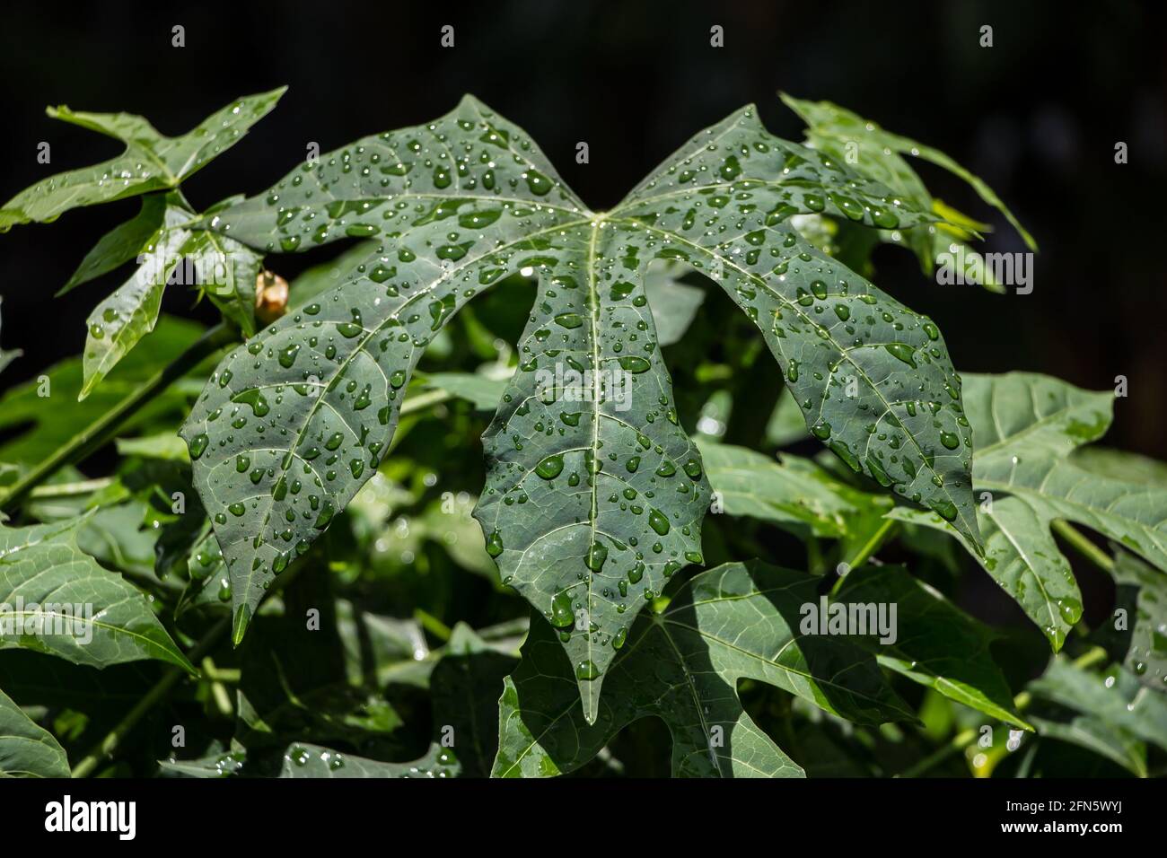 Closeup of Tree spinach or Chaya plants with water drop Stock Photo - Alamy
