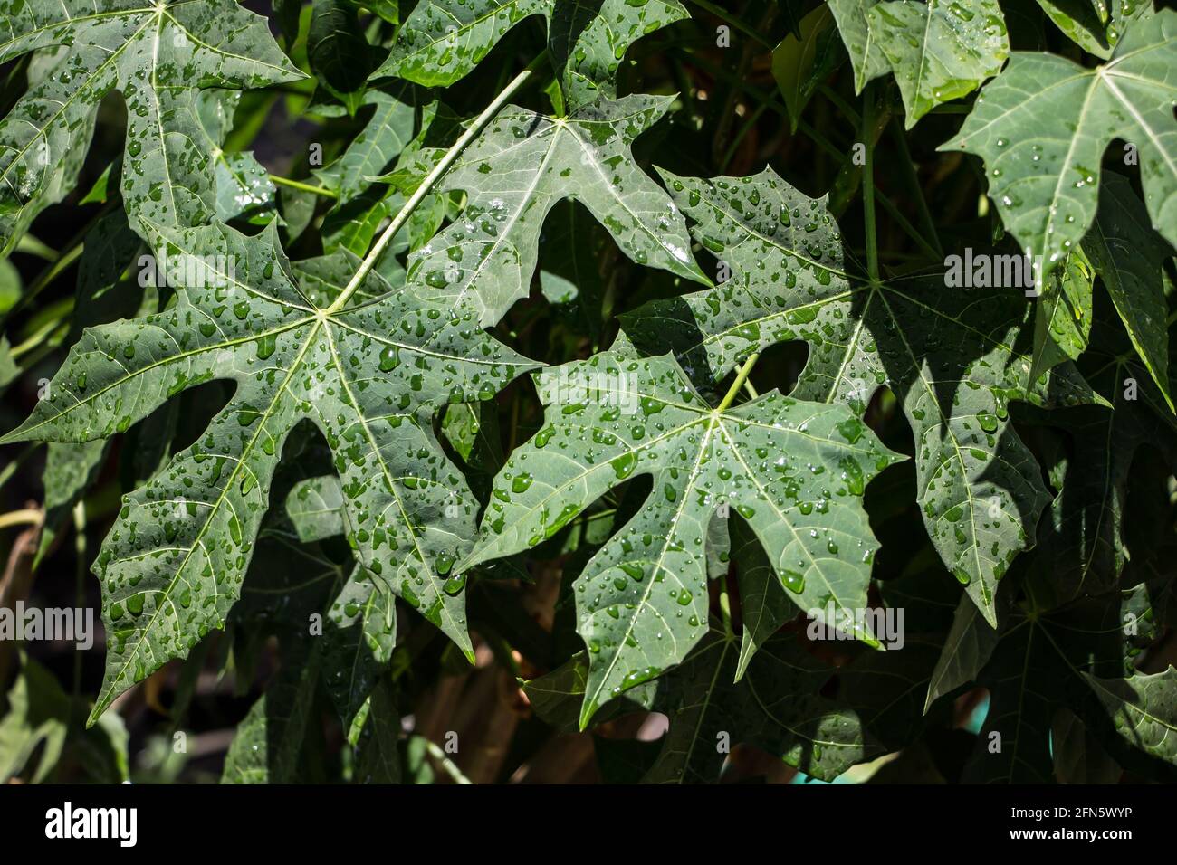Closeup of Tree spinach or Chaya plants with water drop Stock Photo - Alamy