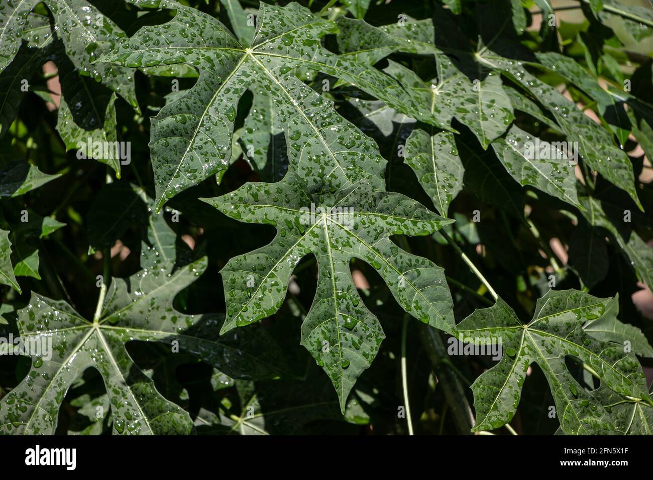 Closeup of Tree spinach or Chaya plants with water drop Stock Photo - Alamy