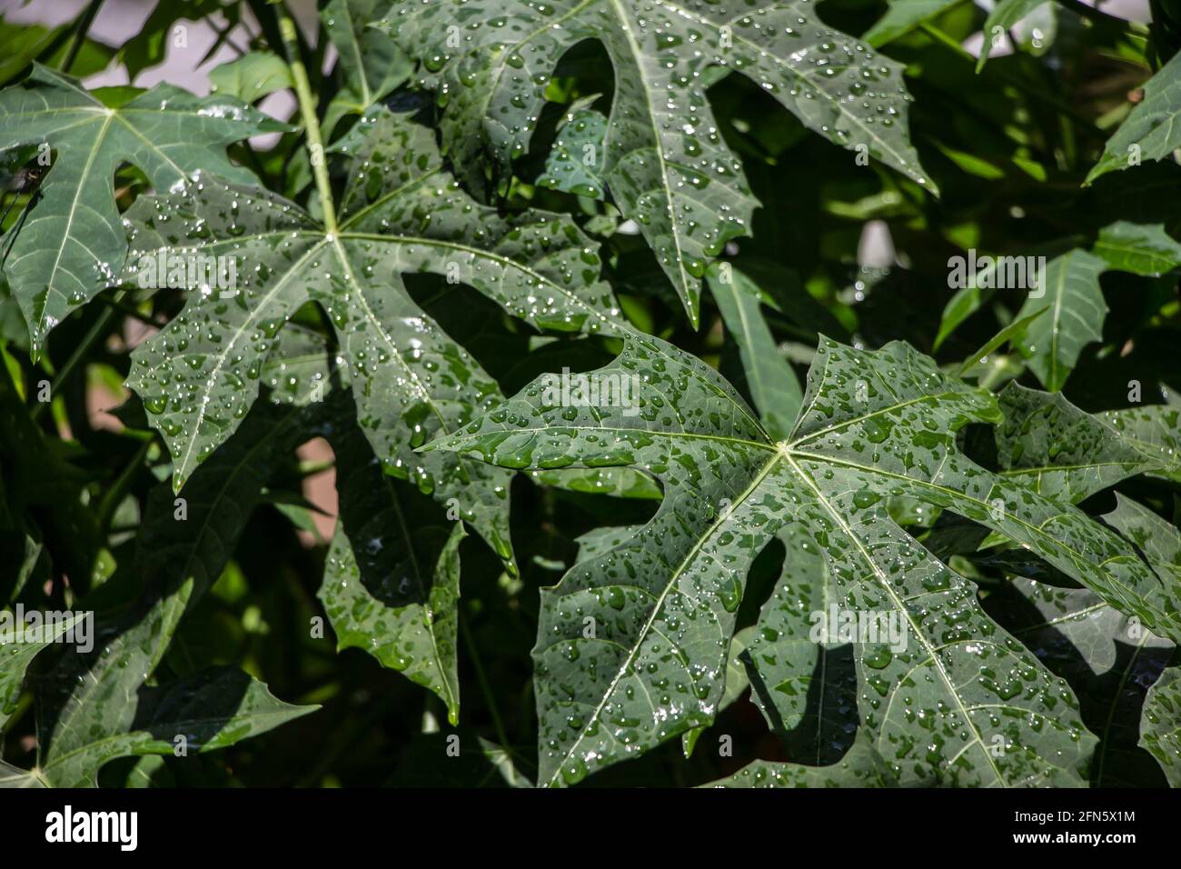 Closeup of Tree spinach or Chaya plants with water drop Stock Photo - Alamy