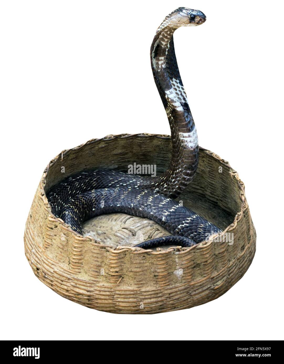 King cobra snake Cut Out Stock Images & Pictures - Alamy