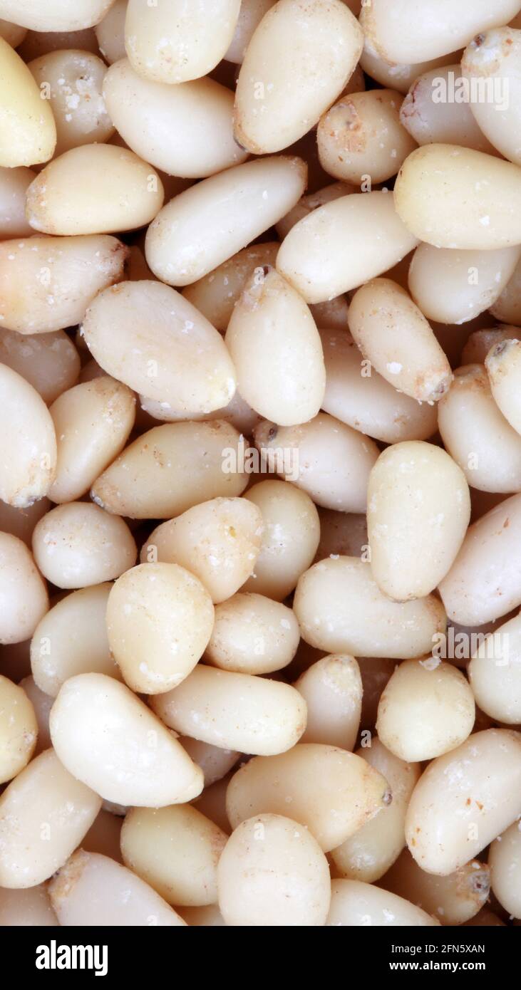 many cedar nut at day Stock Photo - Alamy