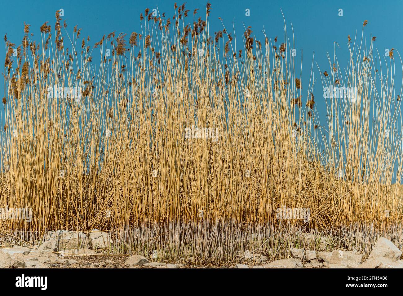 Reed on the shore hi-res stock photography and images - Alamy