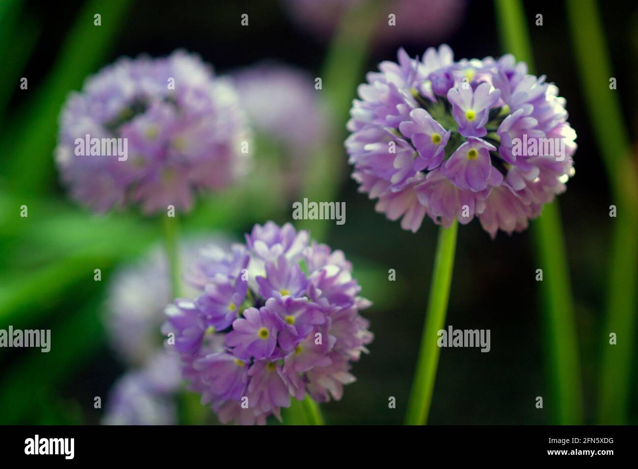 Pom pom drumstick primula hi-res stock photography and images - Alamy