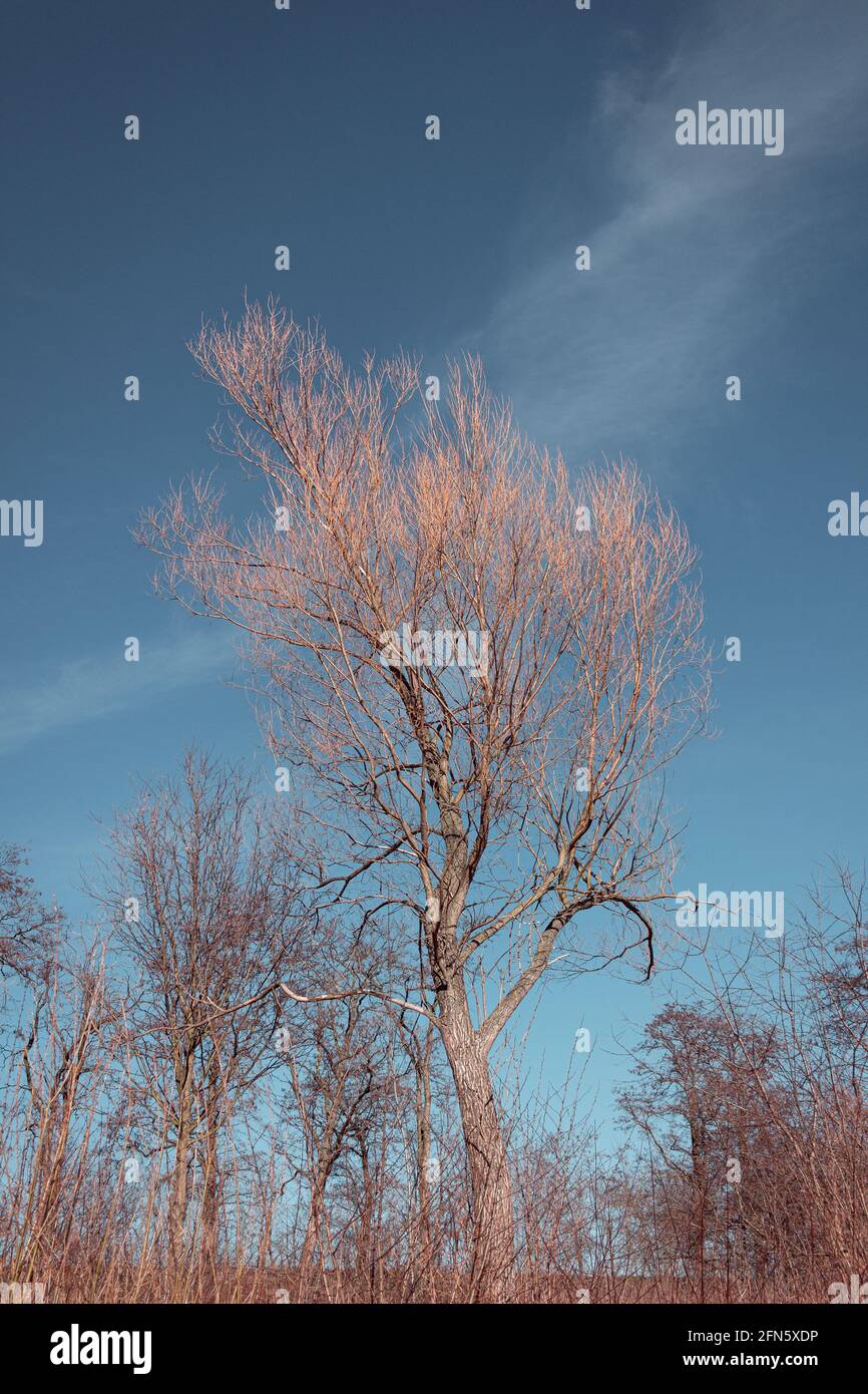 tree without leaves lit by the sun Stock Photo - Alamy