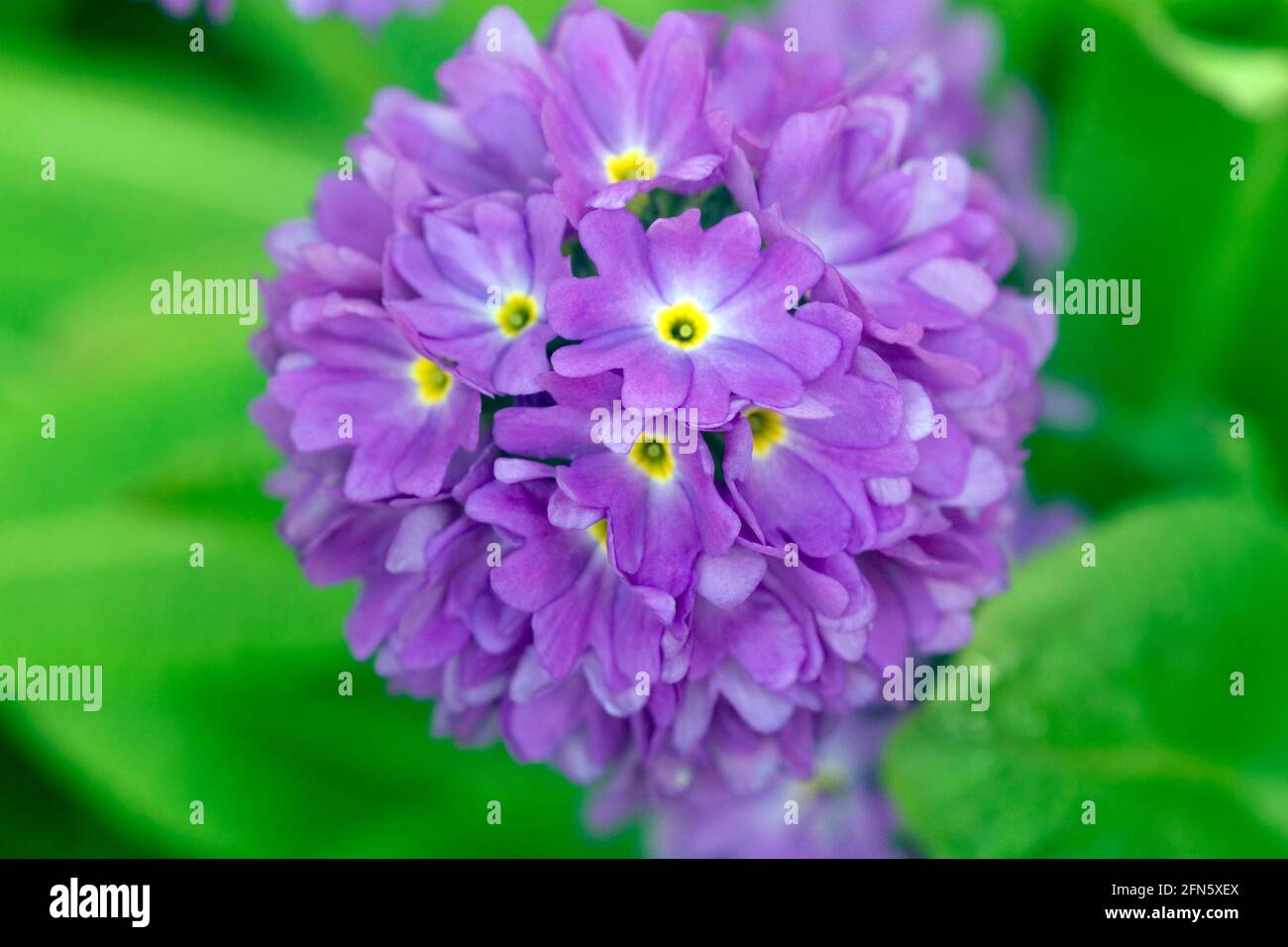 Purple primula pom pom flower head Stock Photo - Alamy